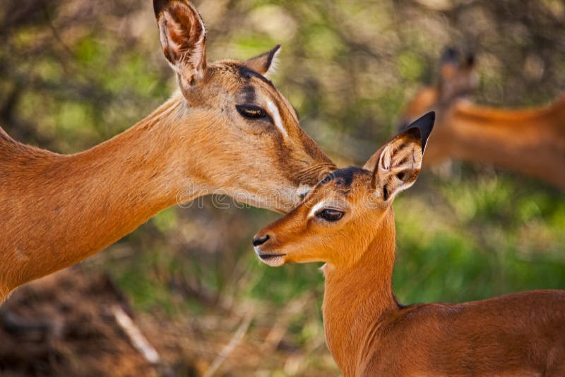 Impala Ewe Aepyceros Melampus with Lamb 14837 Stock Photo - Image of ...