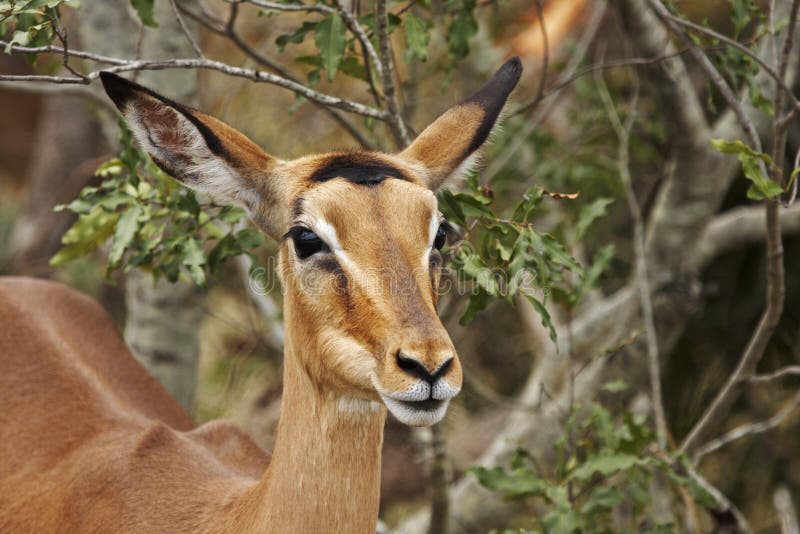 Impala Ewe on Alert in Bushveld Stock Image - Image of melampus, grass ...
