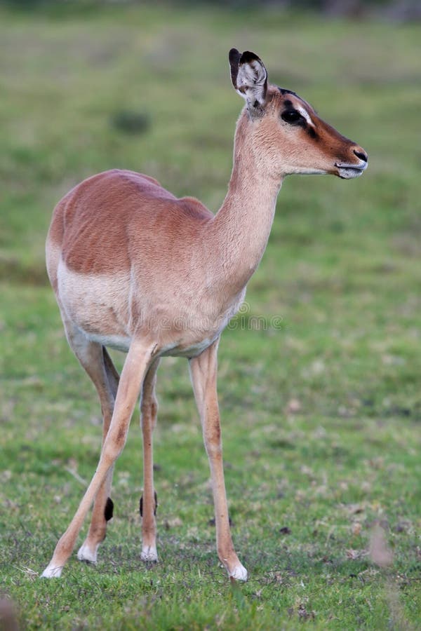 Impala Ewe Antelope stock photo. Image of aepyceros, african - 11826490