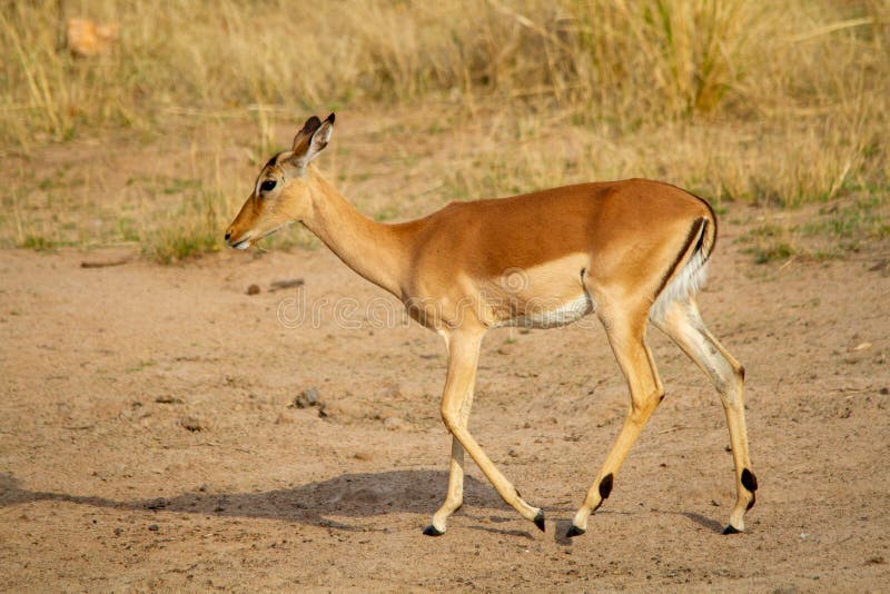 Impala Ewe Isolated in the Wild Stock Photo - Image of getaway, nature ...