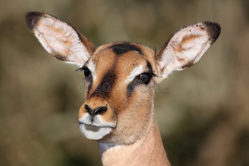 Impala Ewe Portrait stock image. Image of large, ears - 10434177