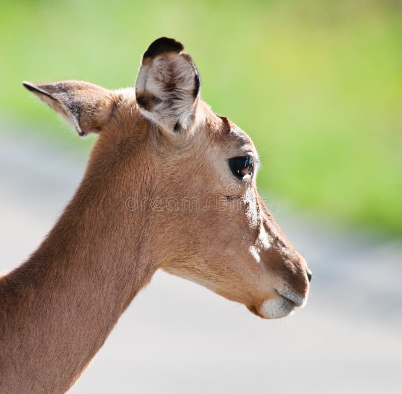 Impala ewe portrait stock photo. Image of antelope, brown - 23767164