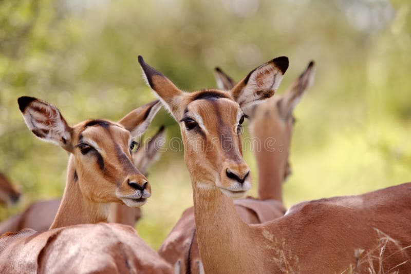 Impala Ewes stock photo. Image of wilderness, water, bushveld - 15400398