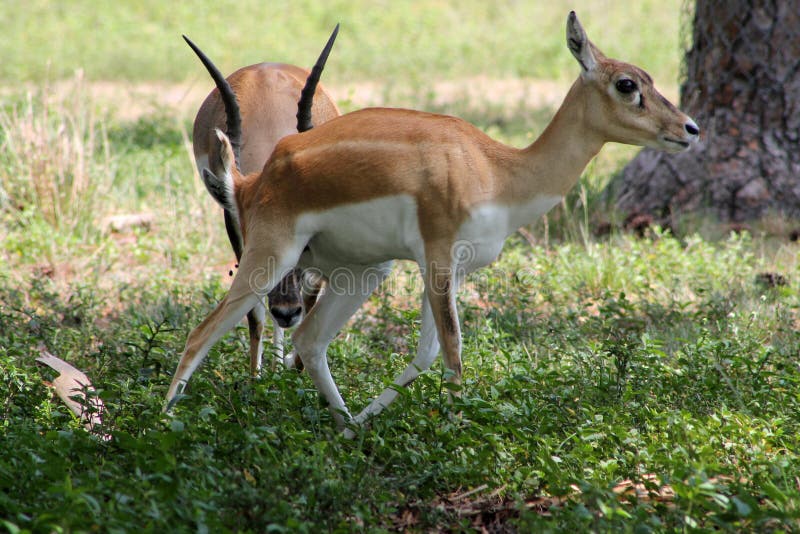 Impala fêmea foto de stock. Imagem de fêmea, animal, marrom - 47742784