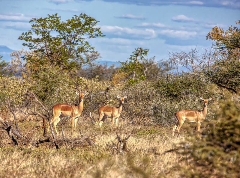 Impala family in bush stock photo. Image of female, holiday - 156552656