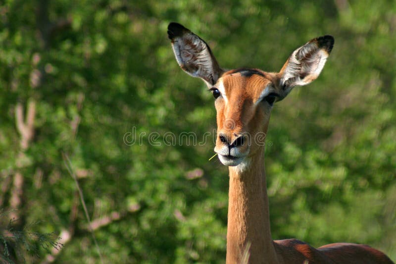 Impala female stock photo. Image of africa, impala, park - 12061508