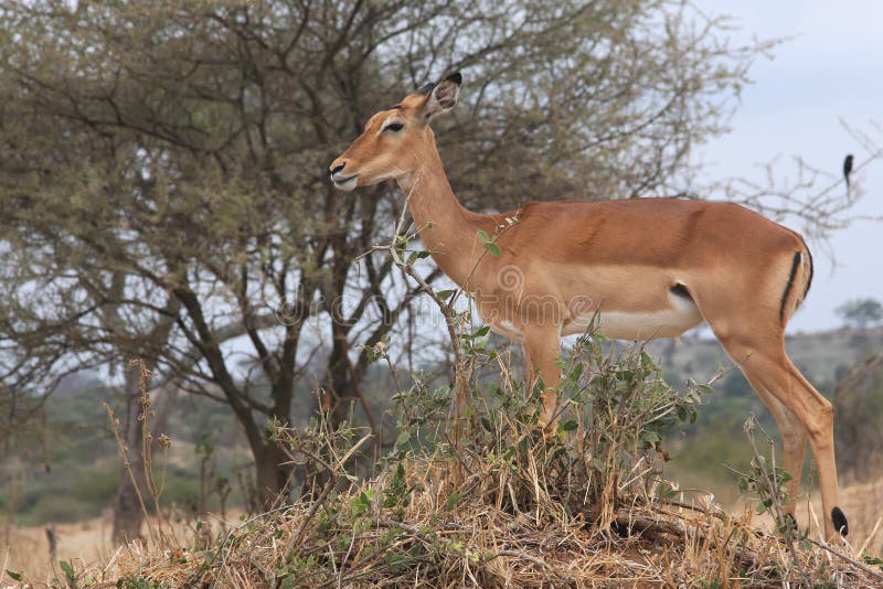 Female Impala - Botswana stock photo. Image of antelope - 15195392