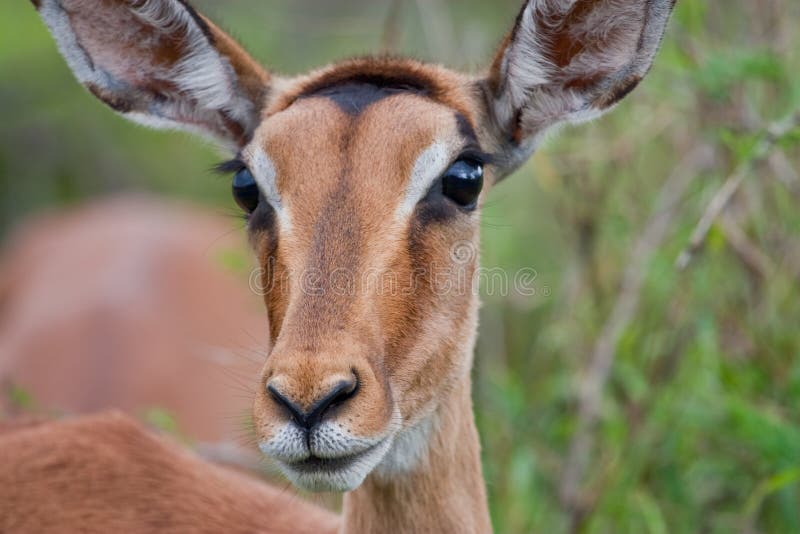 Impala female stock photo. Image of black, eyes, impala - 23052962