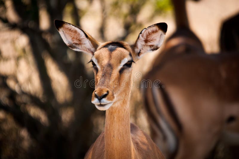 Impala female stock photo. Image of wild, safari, steppe - 62189710