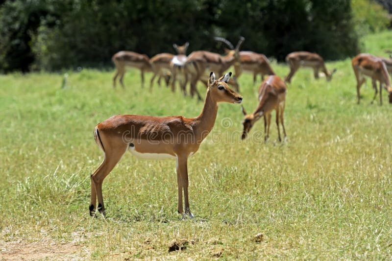 Grant s Gazelle mating stock photo. Image of grant, animals - 2612554