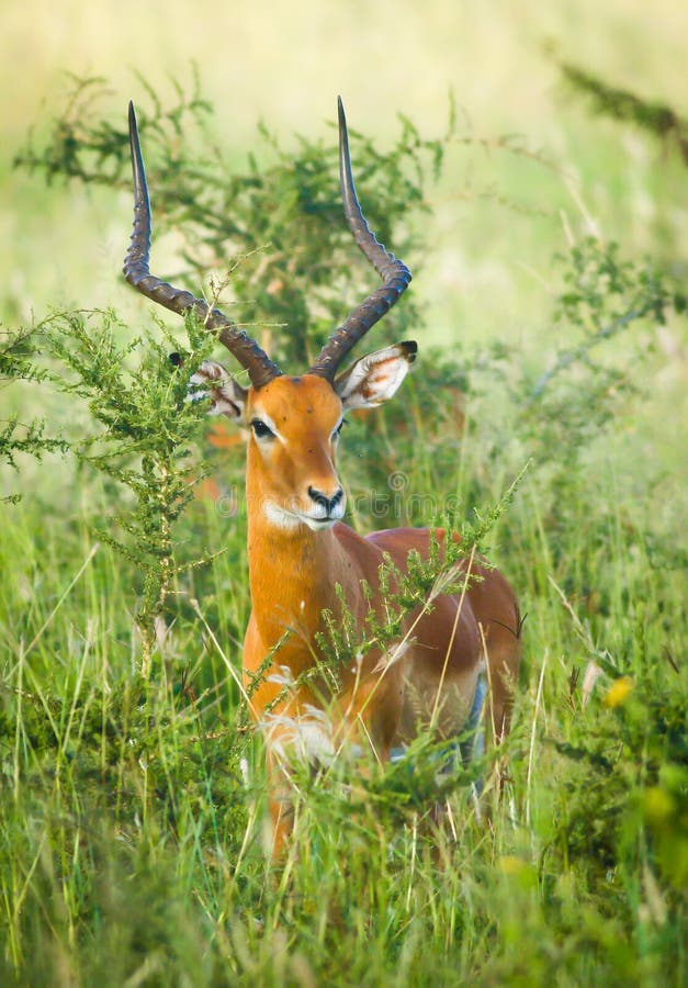 Impala goat stock photo. Image of kenya, earth, hunting - 50397746