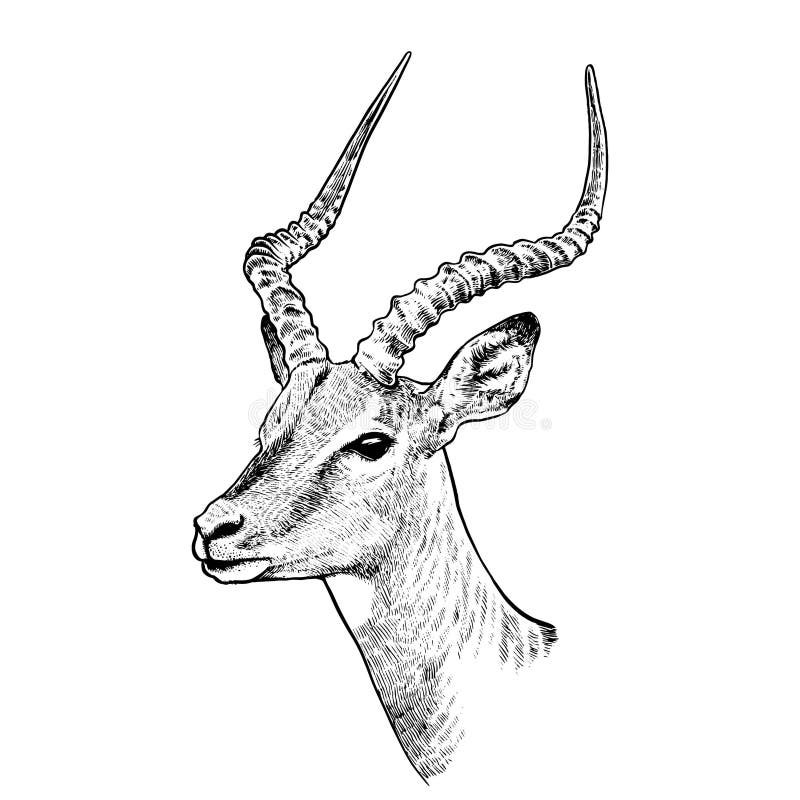Impala head ,hand drawing stock vector. Illustration of drawn - 325935629