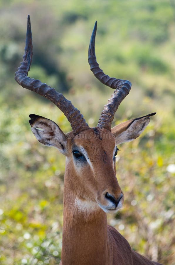 Impala stock image. Image of south, nature, impala, national - 32917325