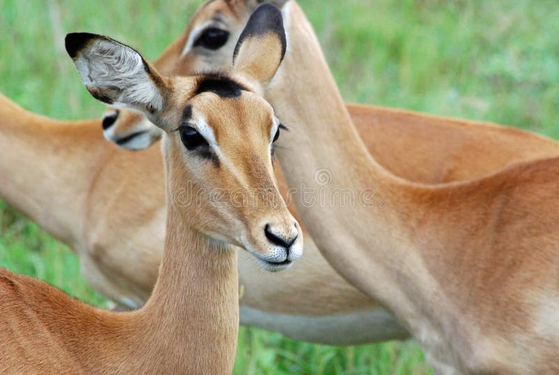 Impala Herd stock photo. Image of beautiful, africa, hide - 11847278