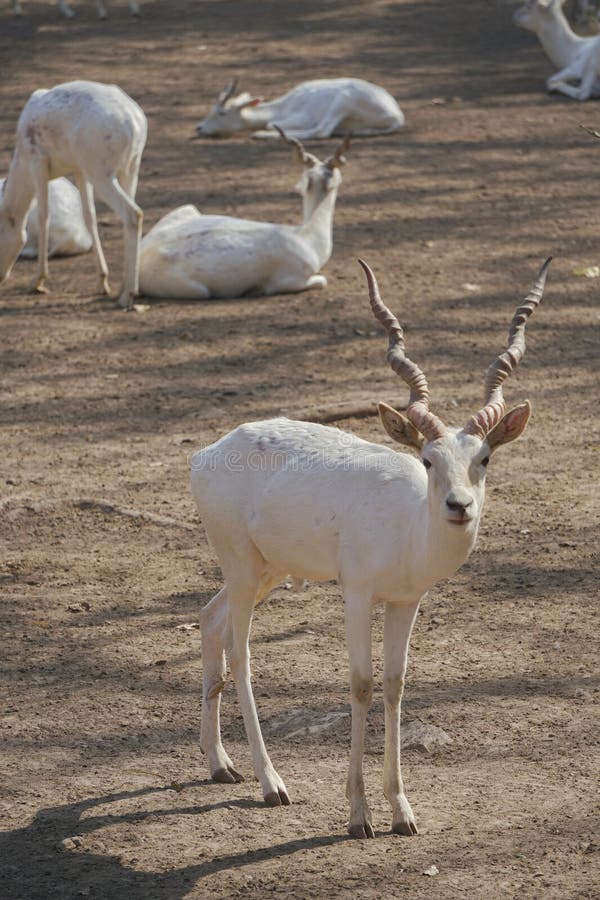 A Impala in Indian Zoo Delhi Stock Photo - Image of indian, delhi ...