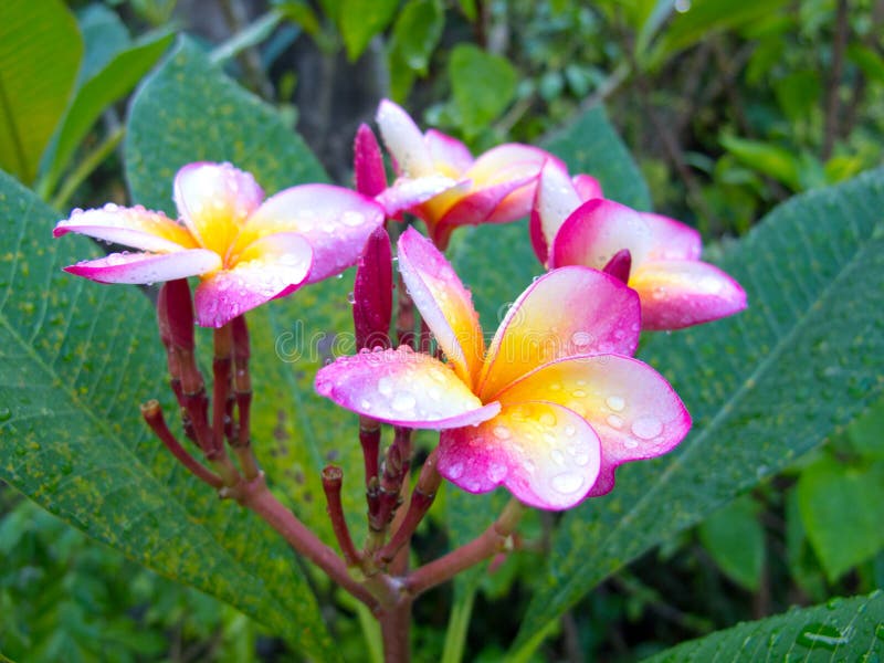 Impala Lily stock photo. Image of color, freshness, impala - 21940118
