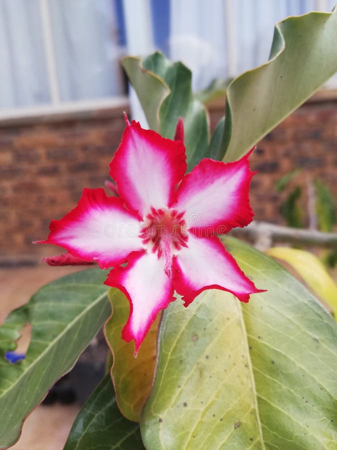 Impala Lily Adenium Obesum DesrtRose Stock Image - Image of adenium ...