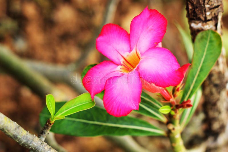 Impala Lily Adenium - Pink Flowers Stock Image - Image of closeup ...