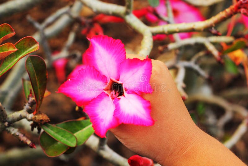 Impala Lily Adenium - Pink Flowers Stock Image - Image of light, head ...
