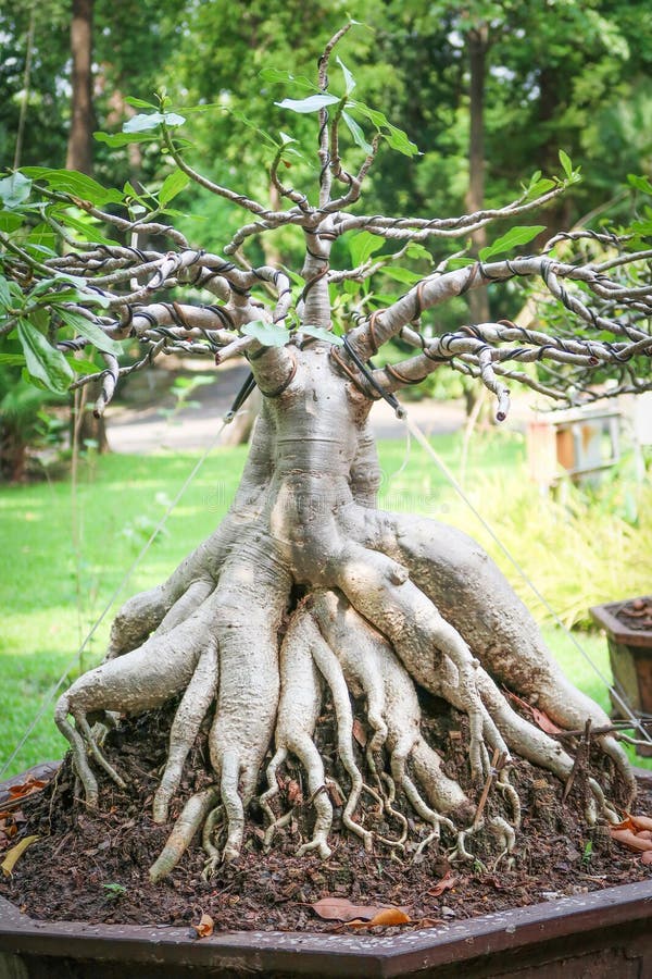 Adenium tree in the pot stock image. Image of tree, branch - 104230559