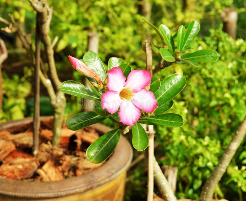 Impala Lily or desert rose stock photo. Image of tree - 73470888
