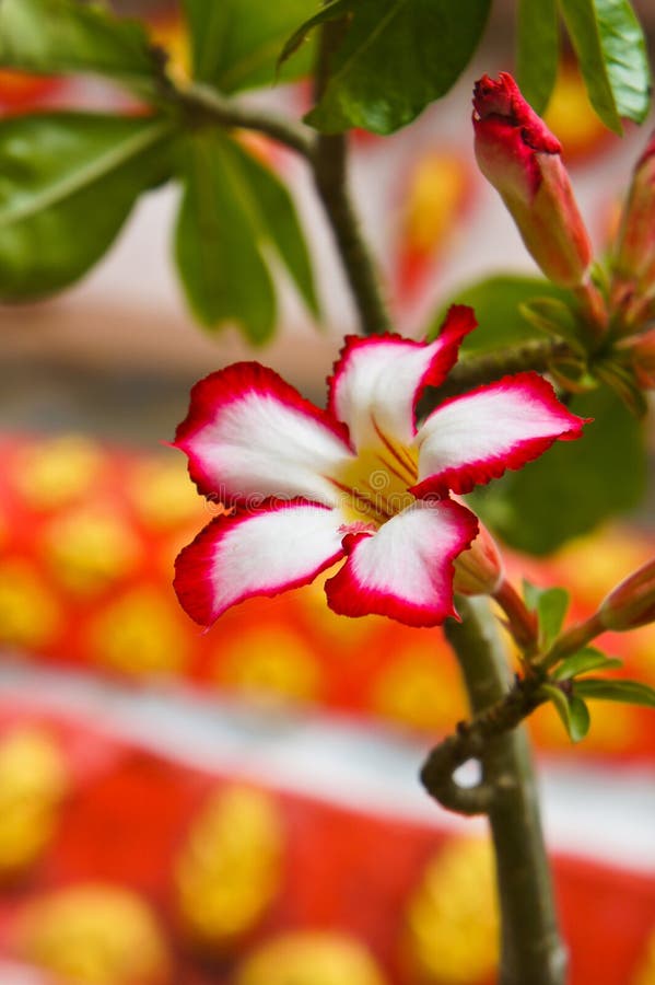 Impala Lily flower stock photo. Image of gardening, crimson - 31783532