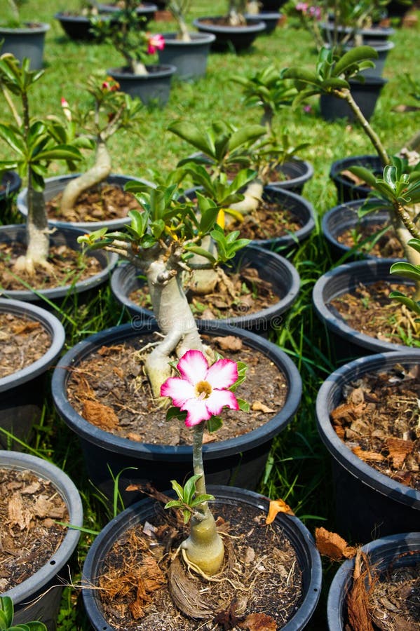 Impala Lily stock image. Image of green, closeup, flora - 33025749