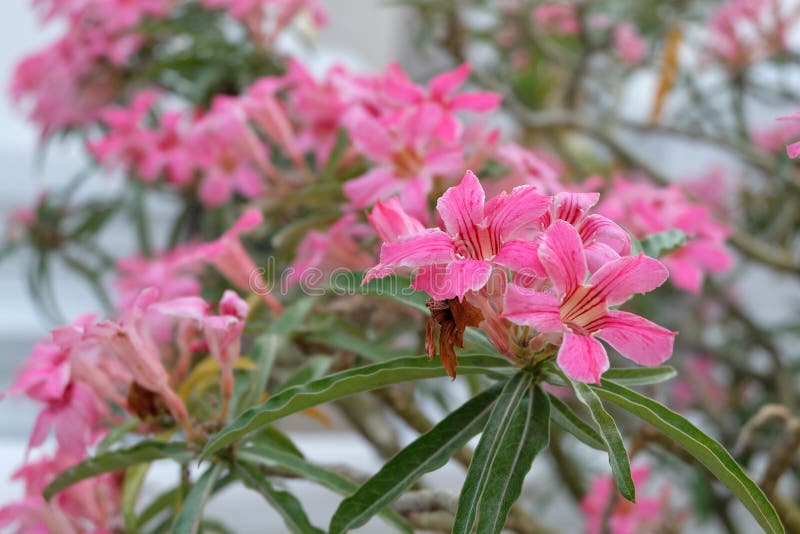 Impala Lily in garden. stock image. Image of beautiful - 90997567