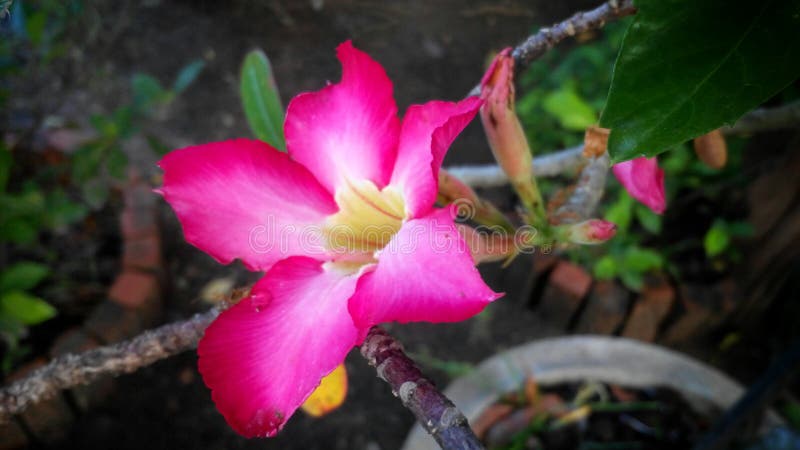 Impala lily stock image. Image of flower, blooming, lily - 45188761