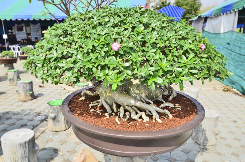 Impala lily tree pot stock photo. Image of stalk, closeup - 59488566