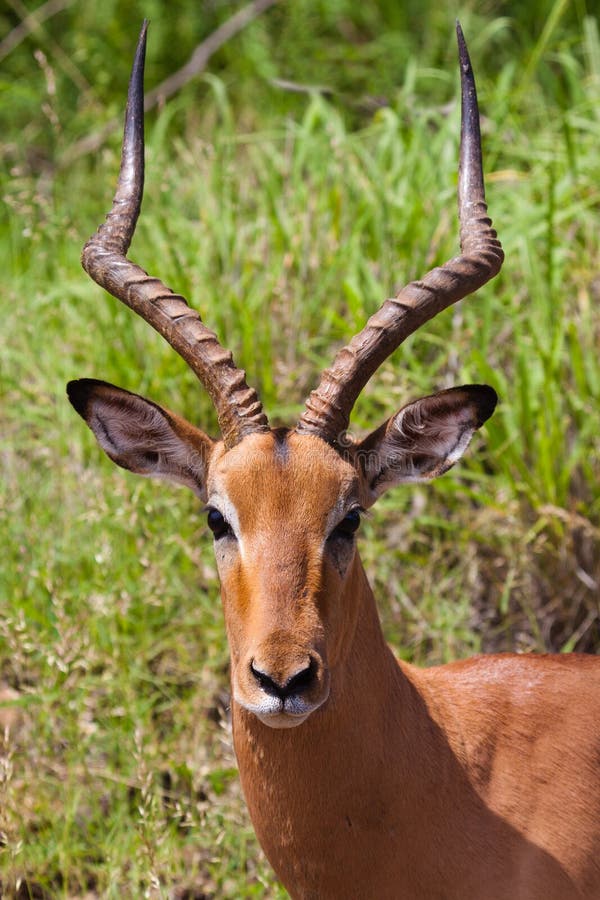 Impala male stock image. Image of park, impala, national - 23971009