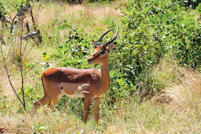 Impala Male (Aepyceros Melampus) Stock Image - Image of natural ...