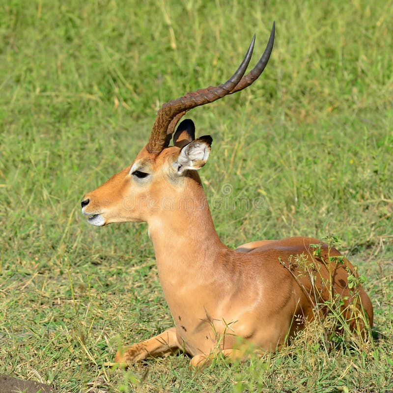 2 Male Impala, Antelope With Beautiful Lyre-shaped Horns In Tanzania ...
