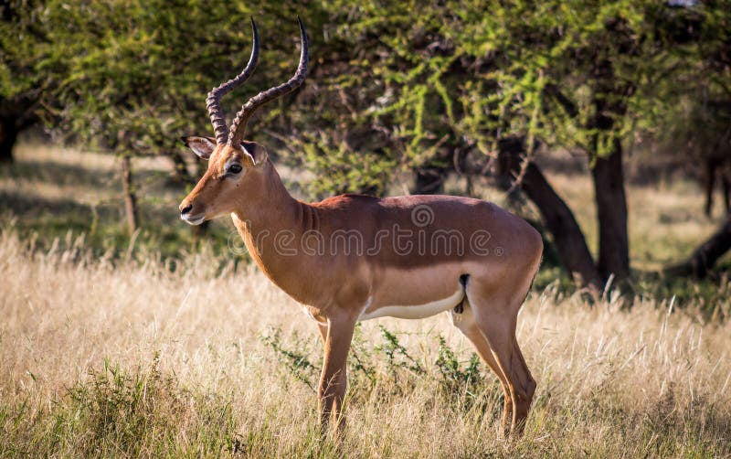Impala Scratching Itchy Ear - African Antelope Stock Photo - Image of ...
