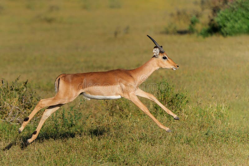 Impala Male Running in Mashatu Game Reserve Stock Photo - Image of ...