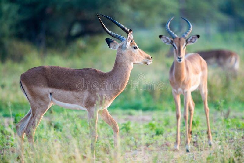 Impala Males Green Backgound Stock Photo - Image of shaped, environment ...