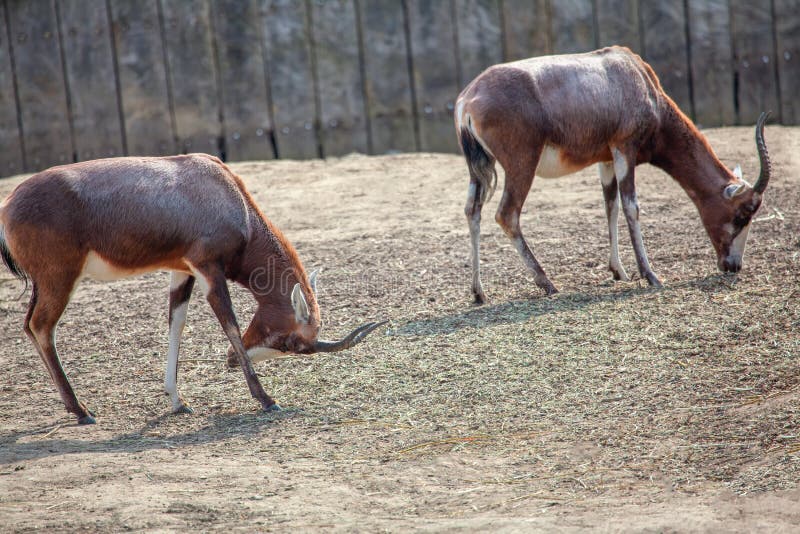 Impala Medium-sized Antelope Stock Photo - Image of animal, wilderness ...