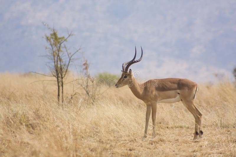 Impala in natural habitat stock photo. Image of male, mountain - 8490116
