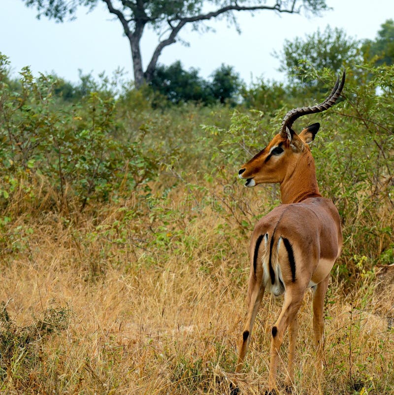 Impala in Nature Wildlife Kruger National Park Stock Image - Image of ...