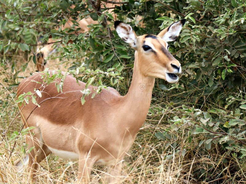 Impala in Nature Wildlife Kruger National Park Stock Image - Image of ...