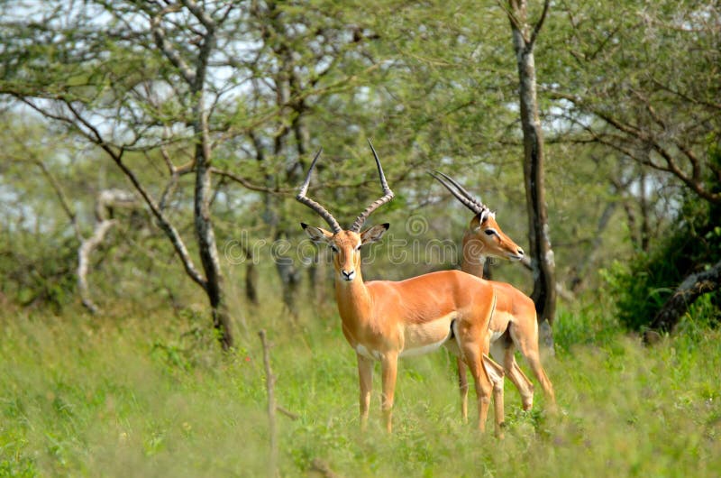 Impala stock image. Image of hooves, serengeti, antelope - 51795933