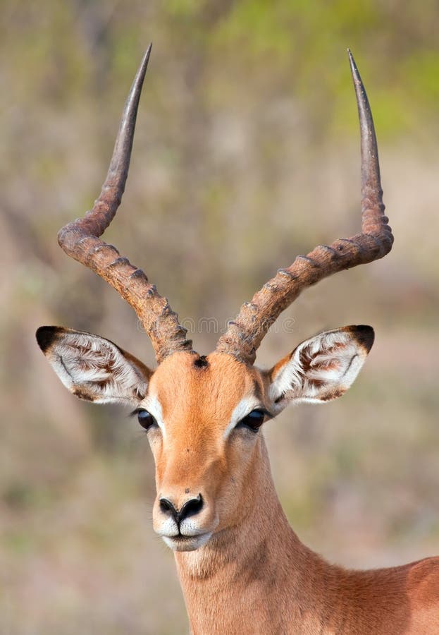 Impala portrait stock image. Image of nature, ears, male - 13017031