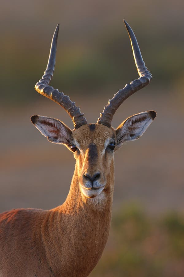 Impala Portrait stock image. Image of buck, antelope - 17846243