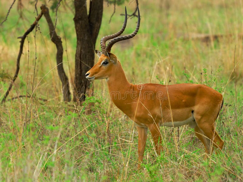 Impala Ram stock photo. Image of antelope, horn, horns - 10035196