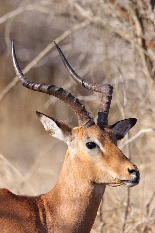Impala ram in profile stock photo. Image of impala, african - 19333840