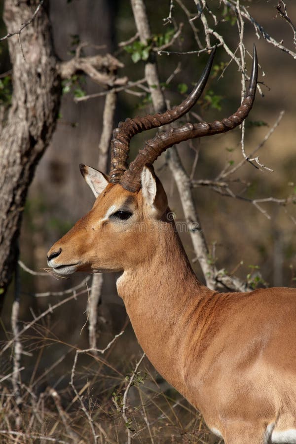 Male impala antelope stock photo. Image of african, male - 18652892