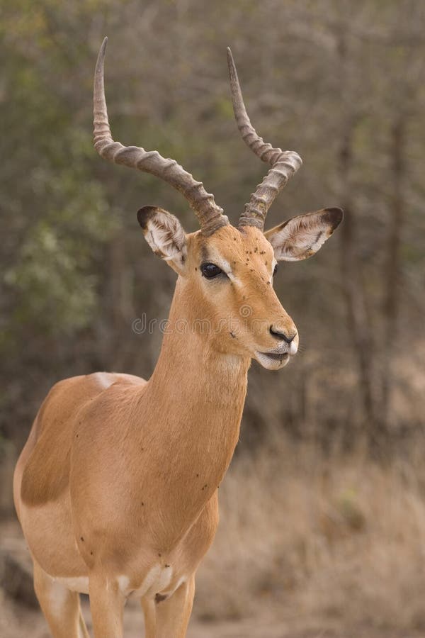 Impala Ram stock image. Image of mammal, national, animal - 5540035