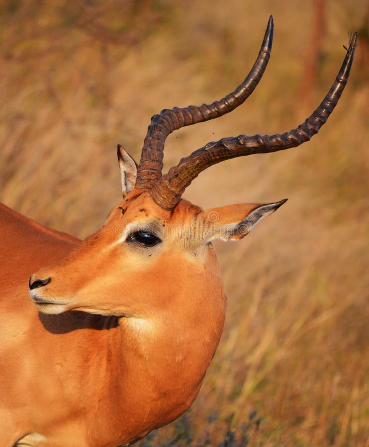 Impala ram stock photo. Image of game, golden, close - 30963596
