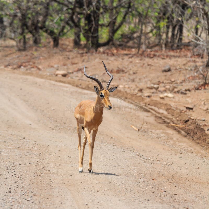 Impala Ram stock photo. Image of close, impala, mammal - 133573682