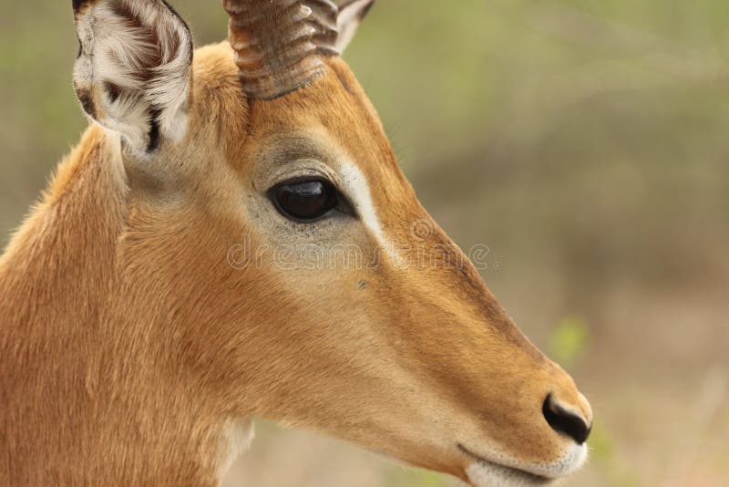 Impala ram stock image. Image of bush, young, african - 54216595